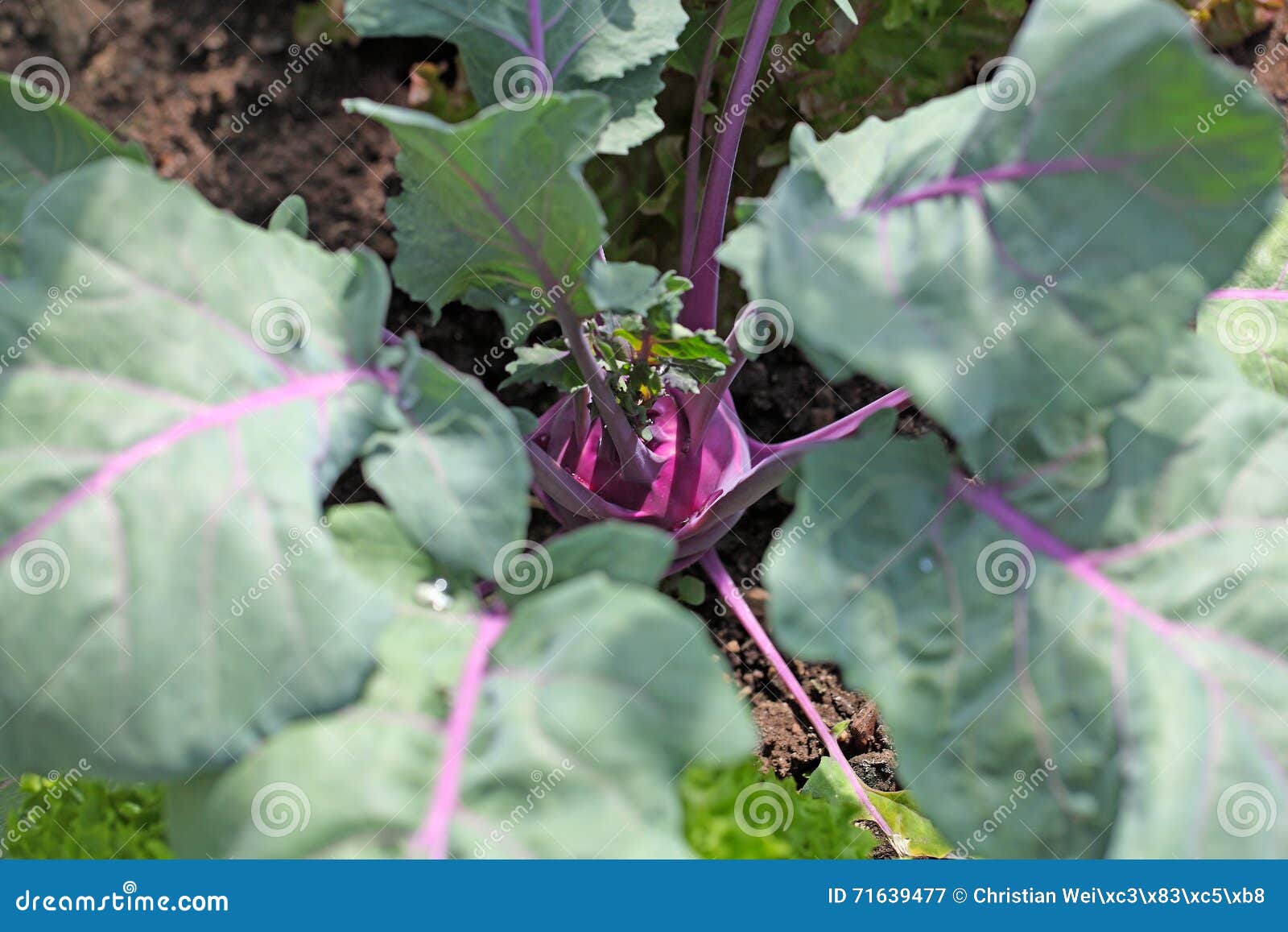 Red stem cabbage stock image. Image of soil, salad, farming - 71639477
