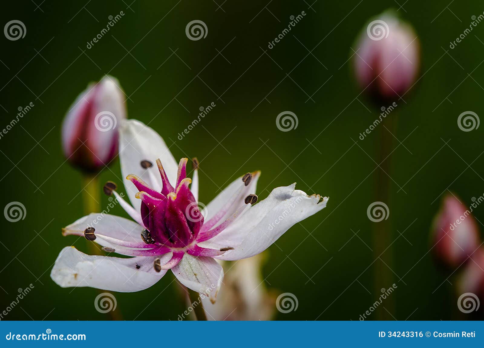 Red stem flower stock photo. Image of stems, bloom, macro - 34243316
