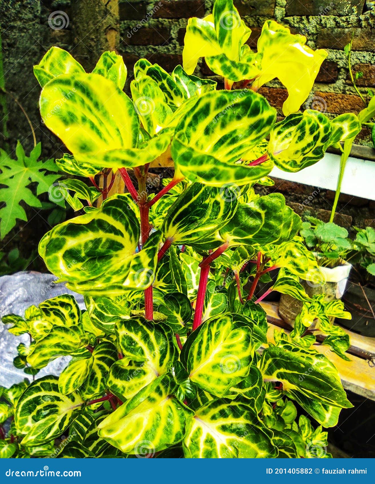 Red stem spinach plant stock photo. Image of green, spinach - 201405882