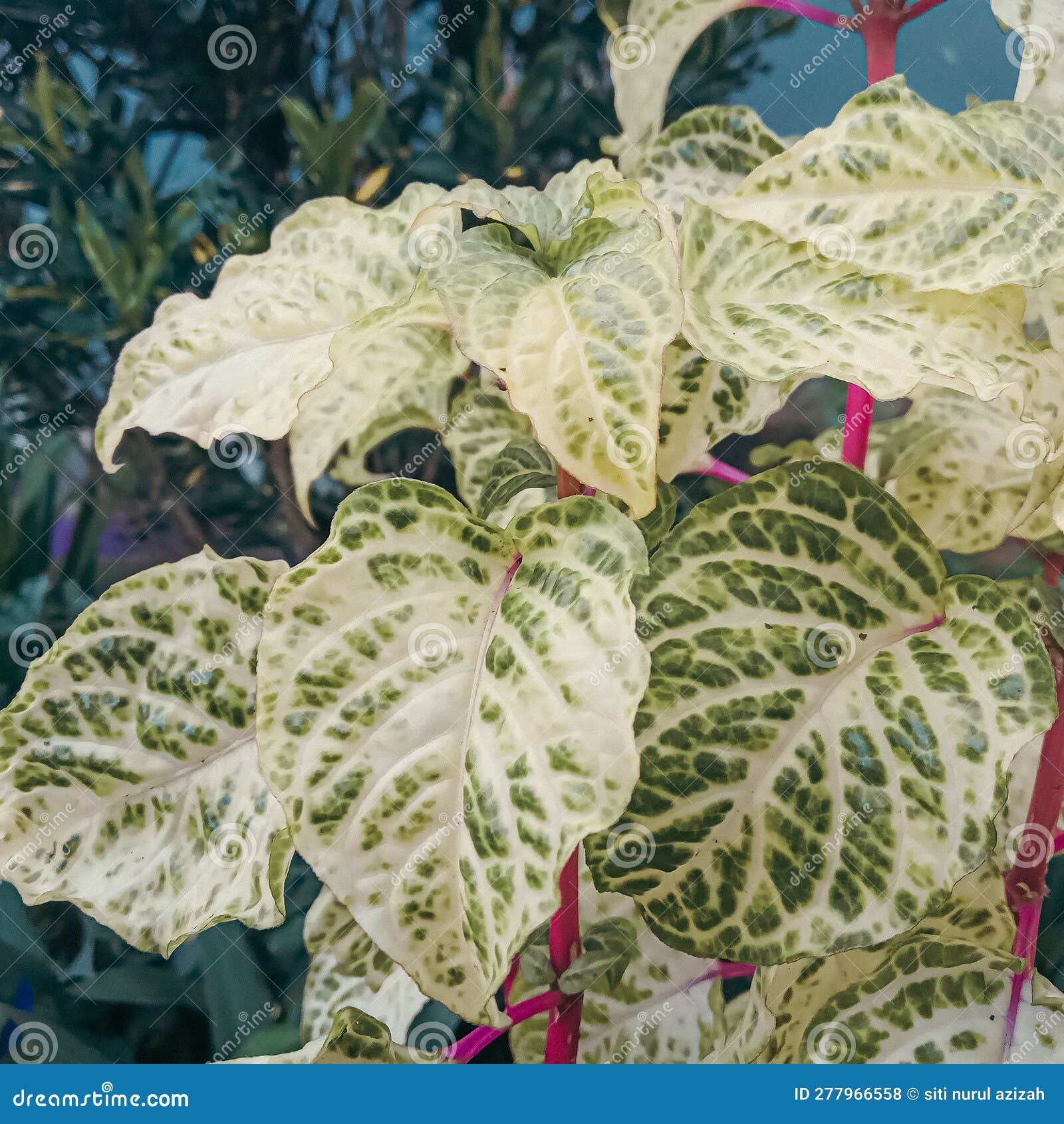 Red Stem Tree Ornamental Spinach Stock Photo - Image of decoration ...