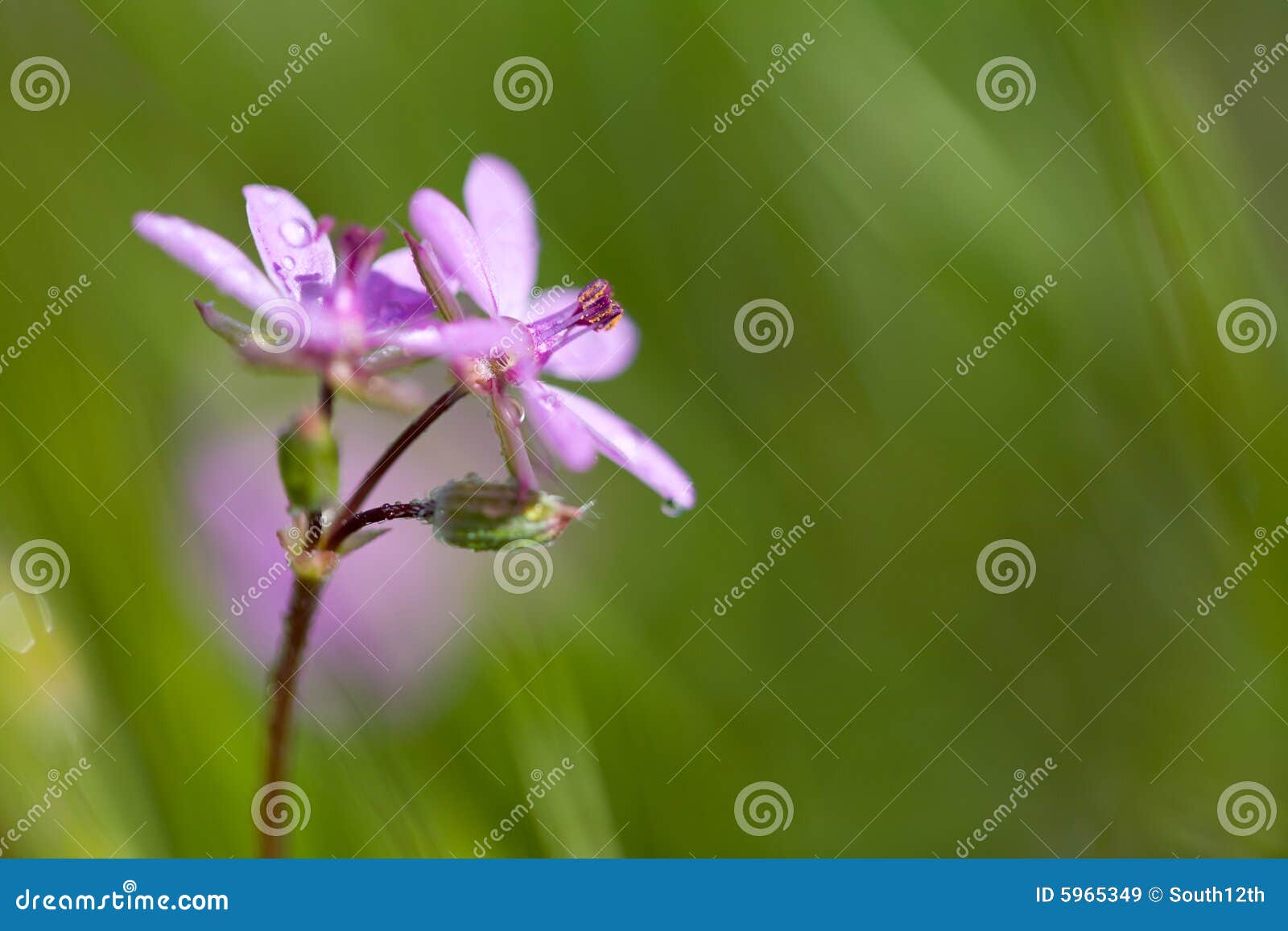 Red-Stemmed Filaree or Storksbill, Erodium Cicutar Stock Image - Image ...