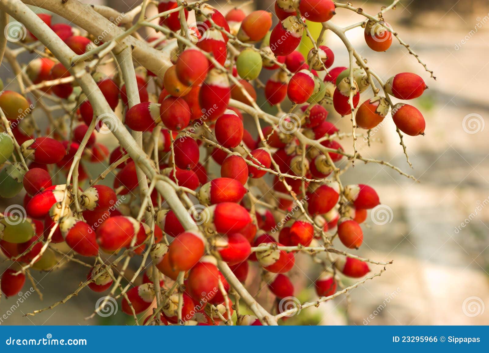 The Red Stems of Areca Nut. Stock Photo - Image of asian, plant: 23295966