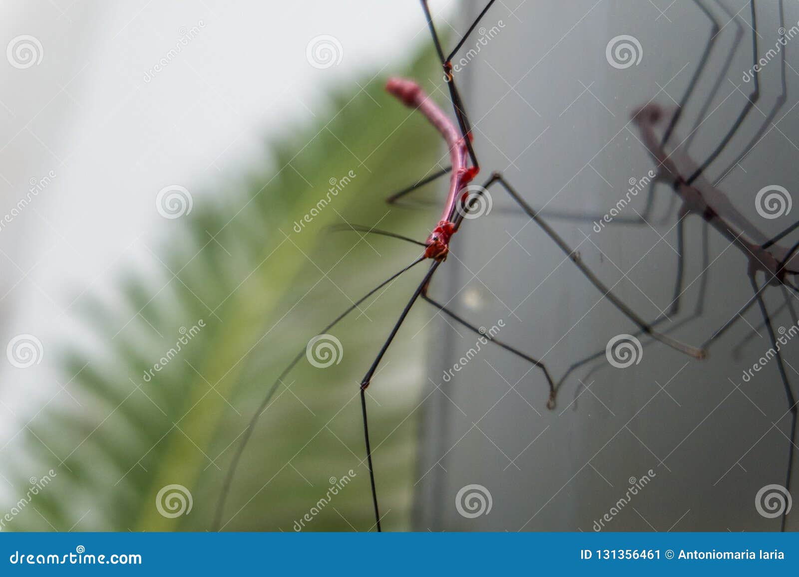 Red stick insect macro stock image. Image of macro, glass - 131356461