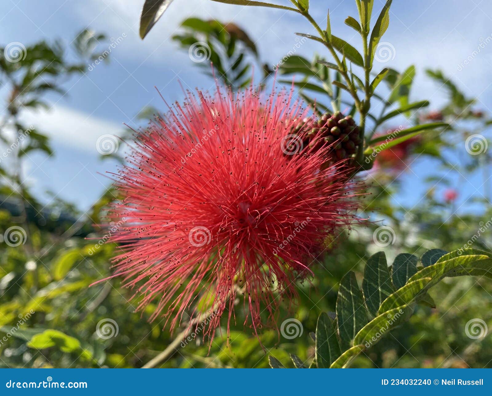 Red Stickpea Flower stock photo. Image of closeup, outdoors - 234032240