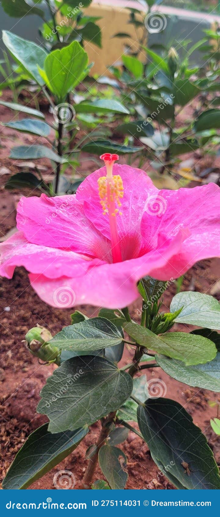 Red Stigma in Pink Hibiscus Plant Stock Image - Image of stigma, shrub ...