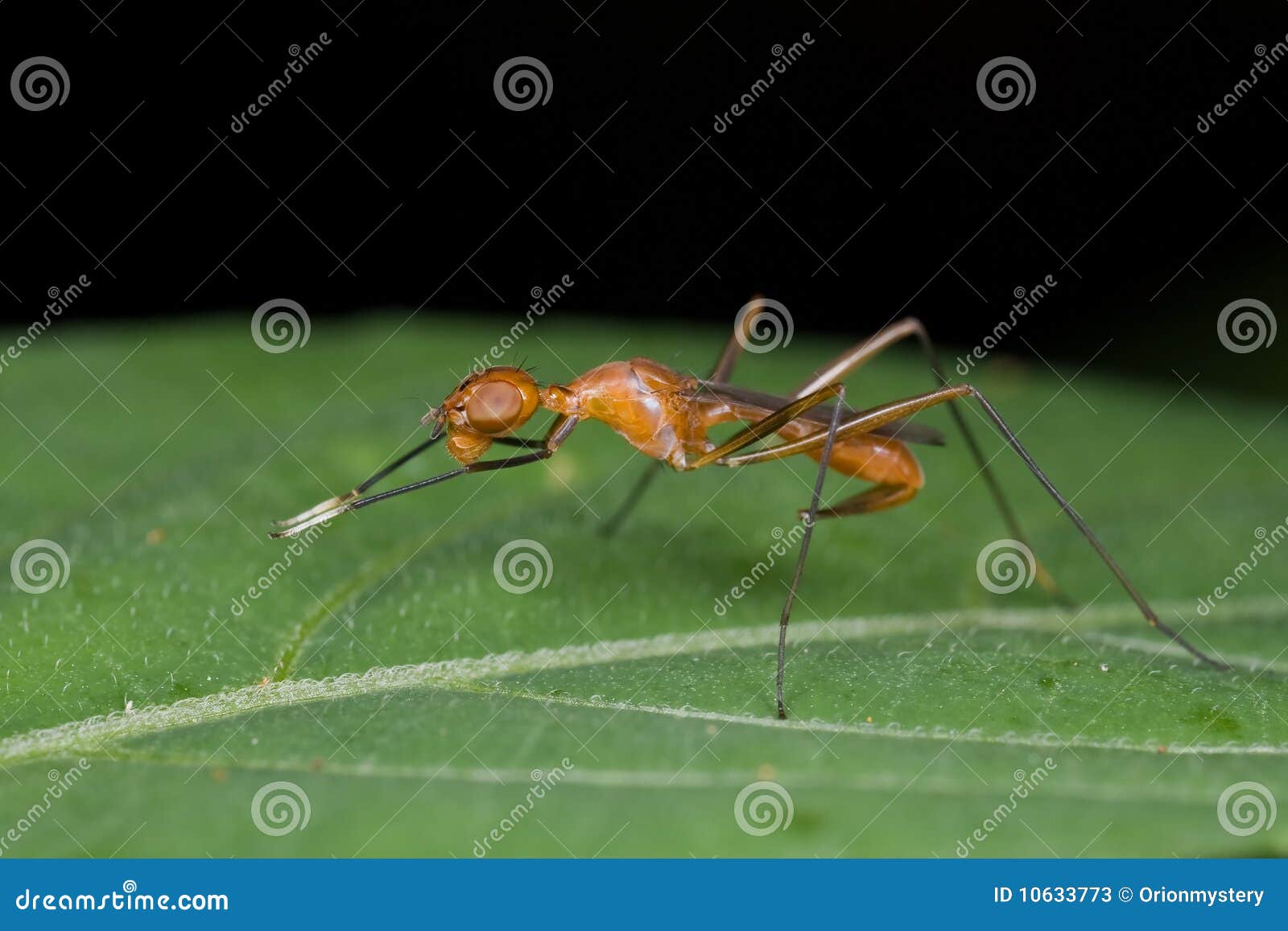 Red stilt legged fly stock image. Image of wing, hairy - 10633773