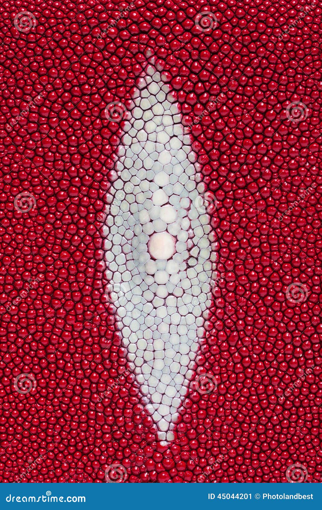 Red stingray skin texture stock image. Image of skin - 45044201