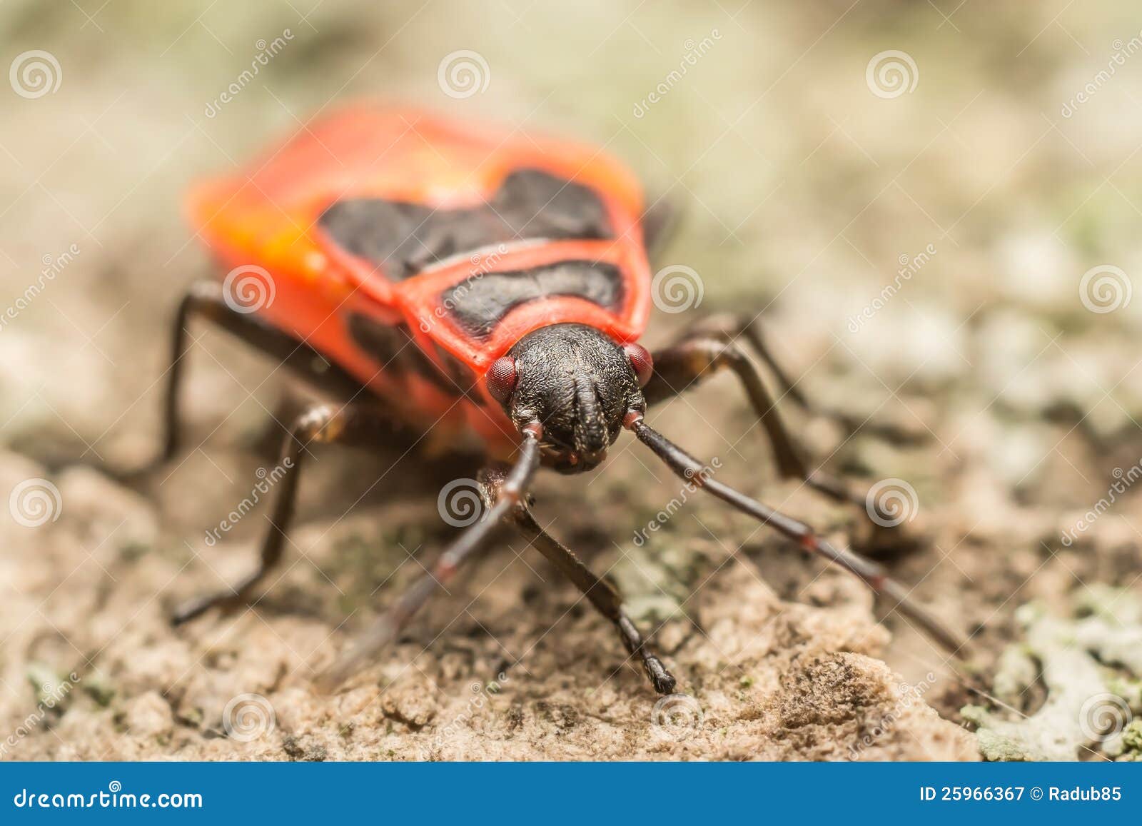 Red Stink Bug Royalty Free Stock Photography - Image: 25966367