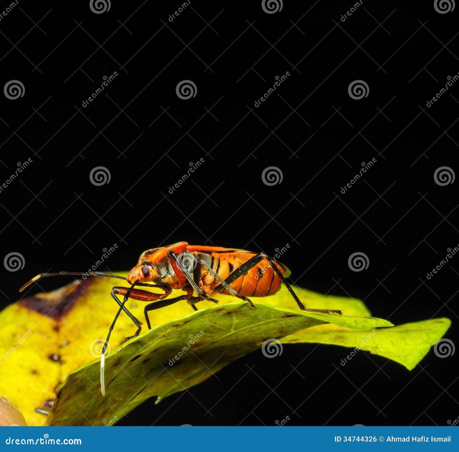 Red Stink Bug, a Macro Shot Stock Photo - Image of entomology, assassin ...
