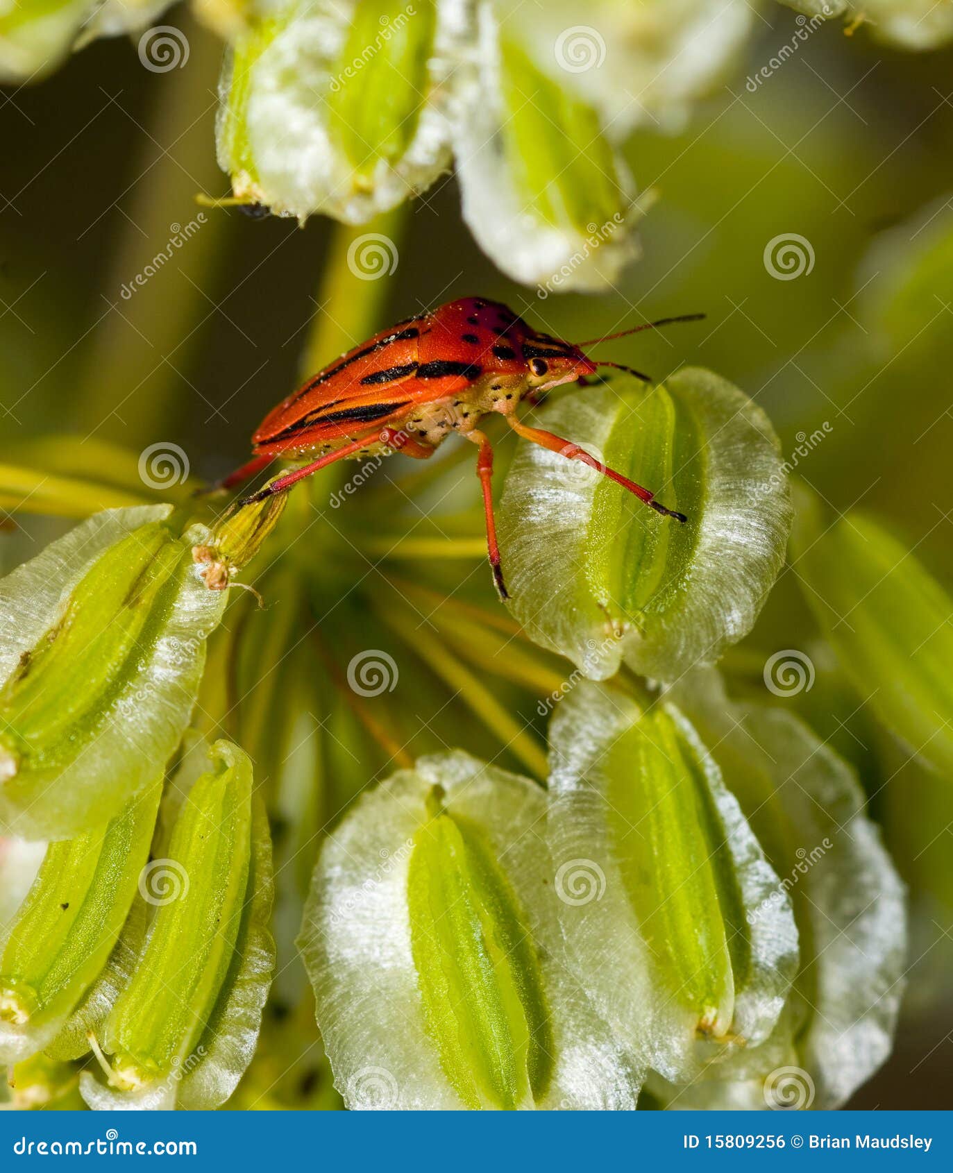 Stink Aka Shield Bugs, Nezara Viridula, Adult In Winter Colors. Top And ...