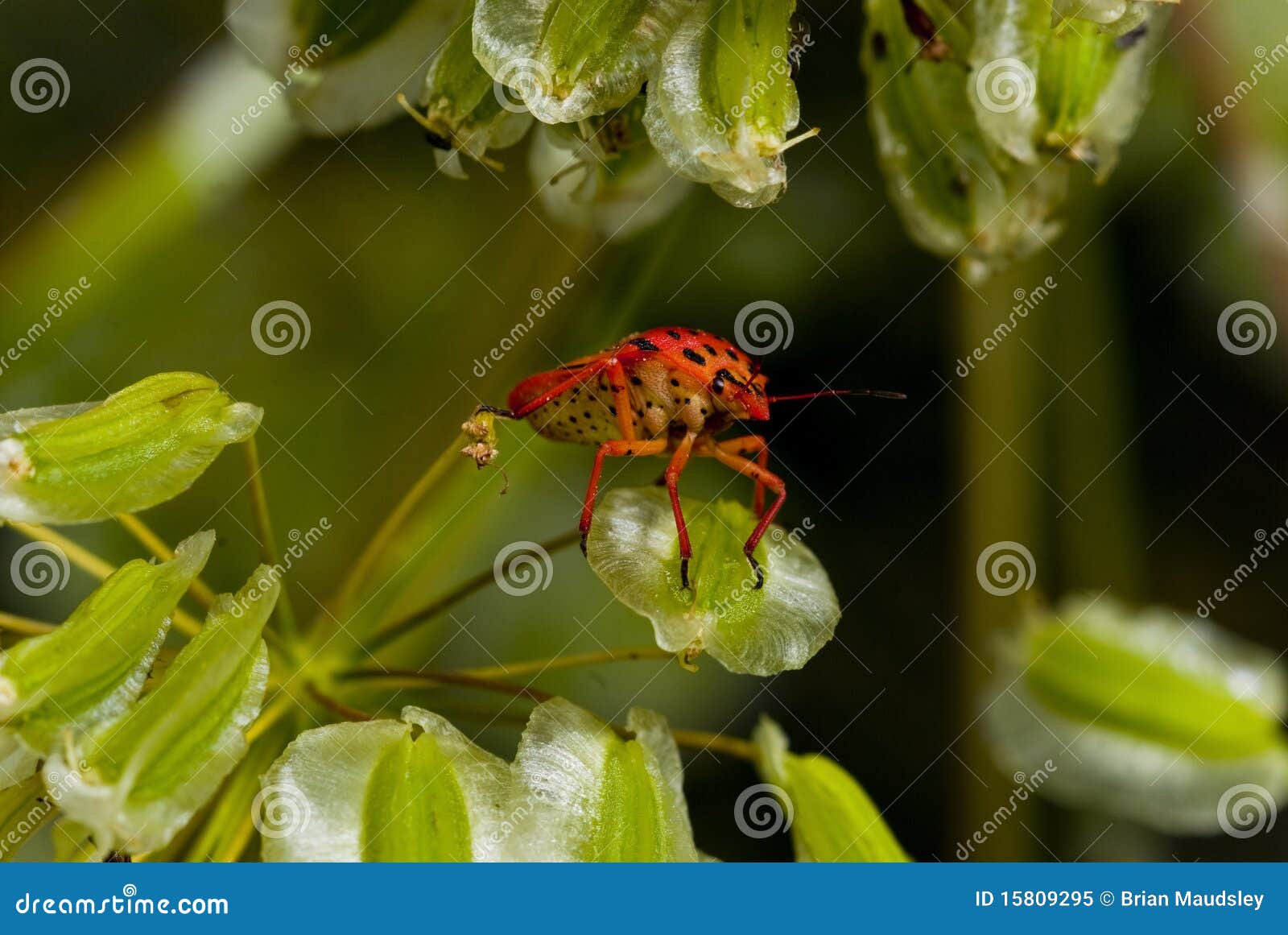 Stink Aka Shield Bugs, Nezara Viridula, Adult In Winter Colors. Top And ...