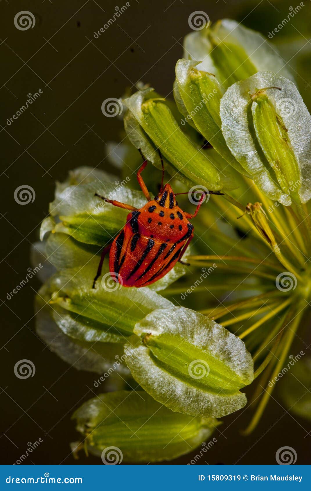 Red Stink (Shield) Bug. stock image. Image of umbelliferae - 15809319