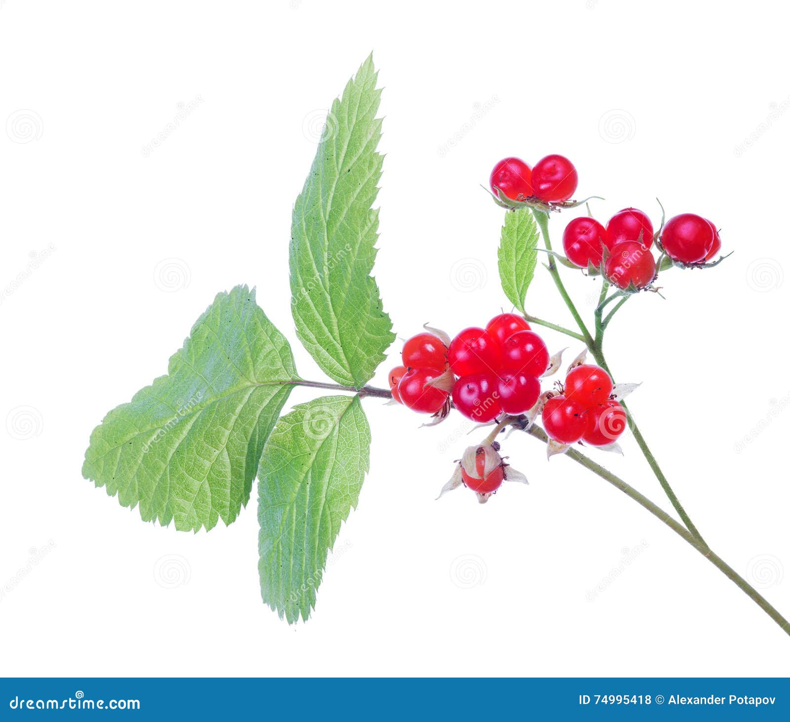 Red Stone Bramble with Green Leaves Stock Photo - Image of herbal ...