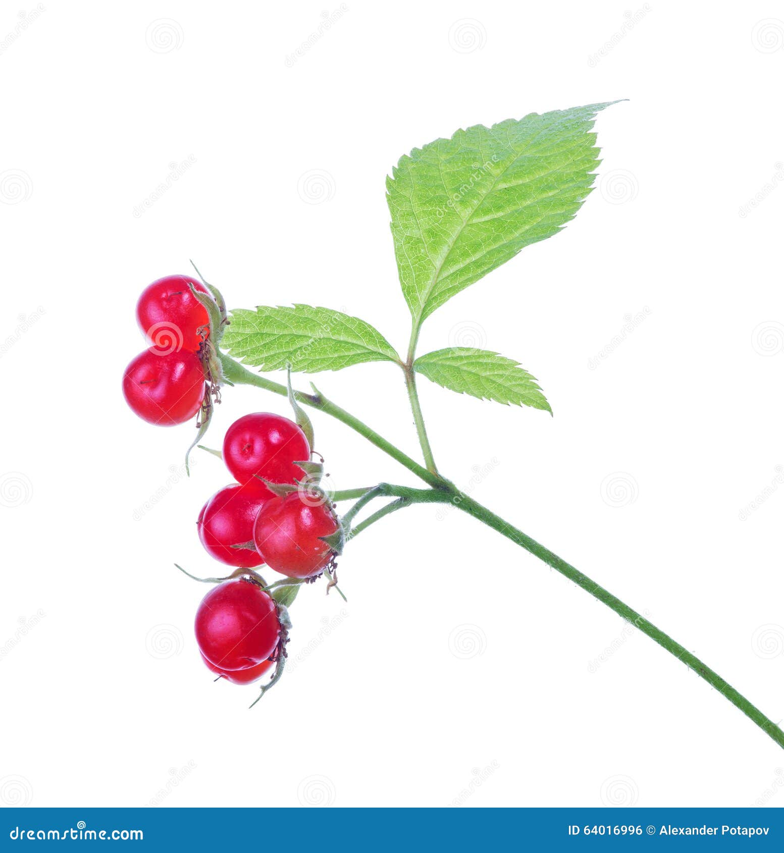 Red Stone Bramble Isolated on White Stock Photo - Image of close, berry ...