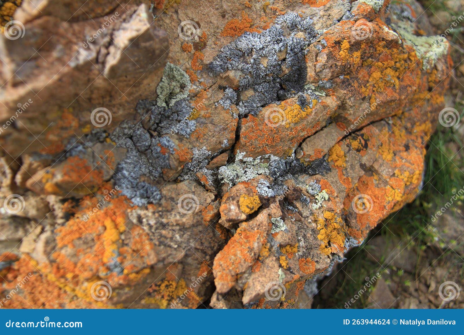 Red Stone with Red and Gray Lichen, Close-up Stock Photo - Image of ... Red Stone with Red and Gray Lichen, Close-up Stock Photo - Image of ...