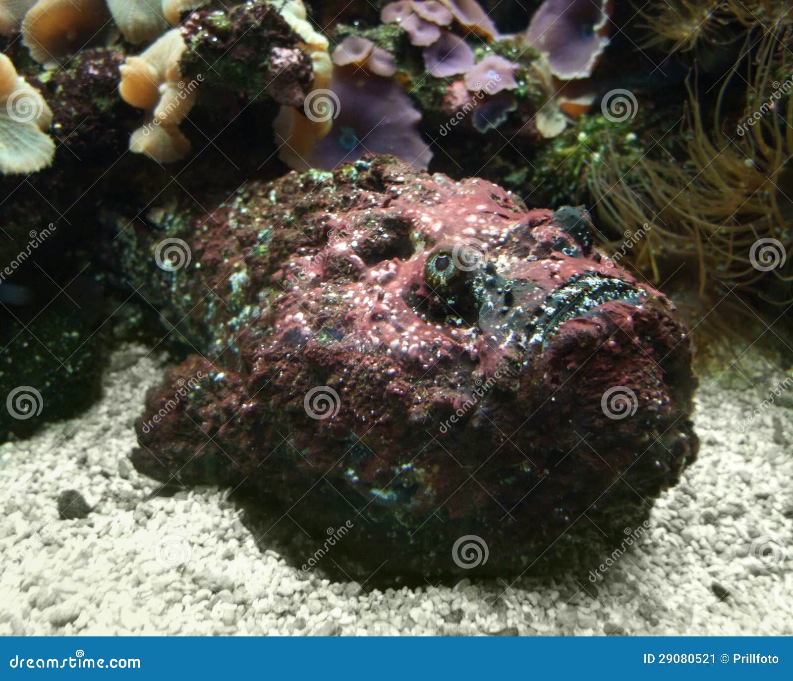 Red Stonefish on the Ground Stock Image - Image of fish, anemone: 29080521