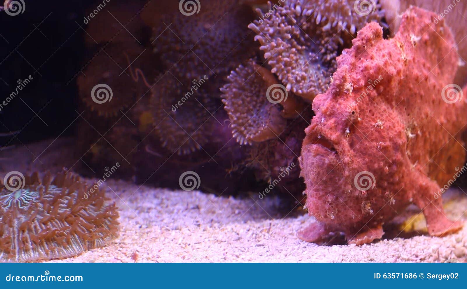 Red Stonefish Stock Footage & Videos - 74 Stock Videos