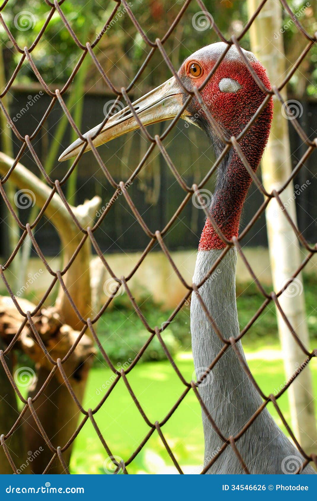 Red stork stock photo. Image of long, fairy, high, elegant - 34546626