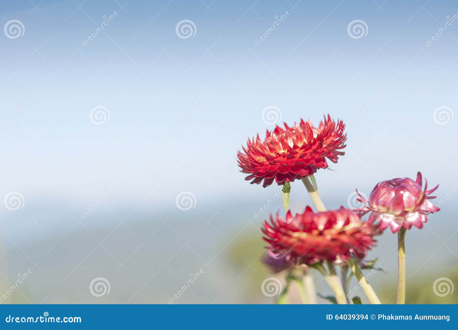 Red Straw Flower or Everlasting Flower Stock Photo - Image of botany ...