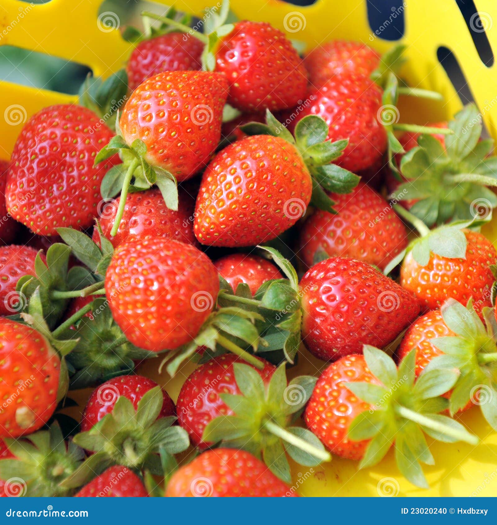 Red strawberries stock photo. Image of calories, juicy - 23020240