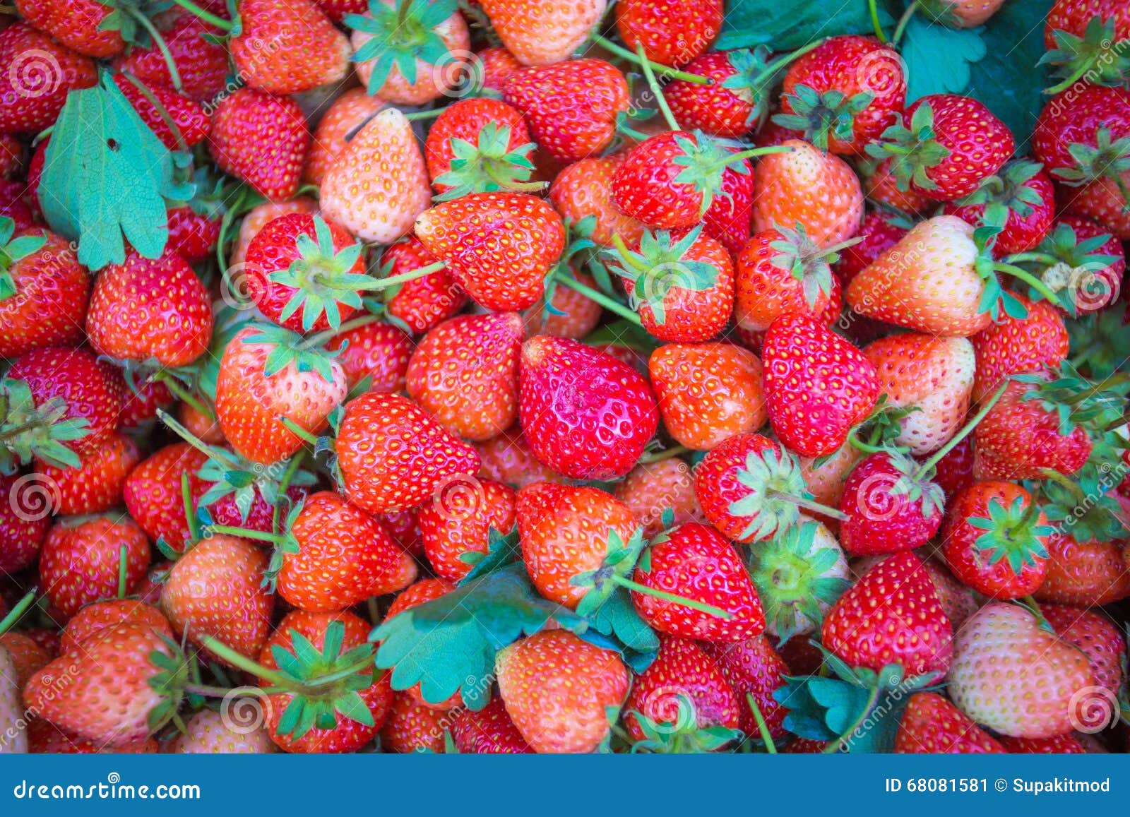 Red strawberries stock image. Image of color, natural - 68081581