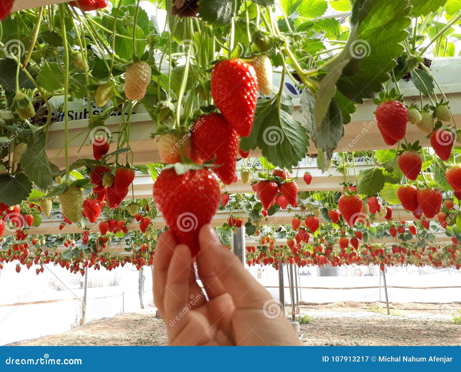 Strawberries in a Greenhouse, Picking Strawberries, Red and Green ...