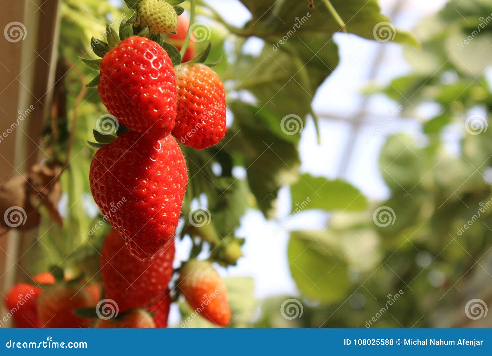 Strawberries In A Greenhouse, Picking Strawberries, Red And Green ...