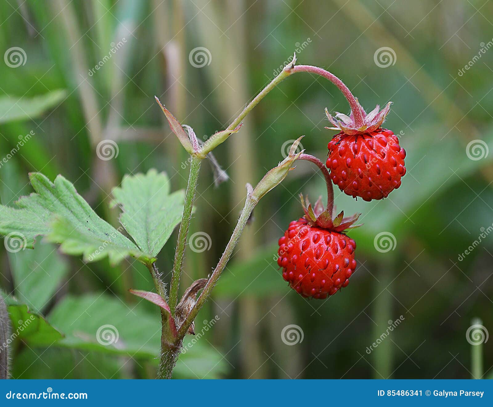 Red strawberries in June stock image. Image of natural - 85486341