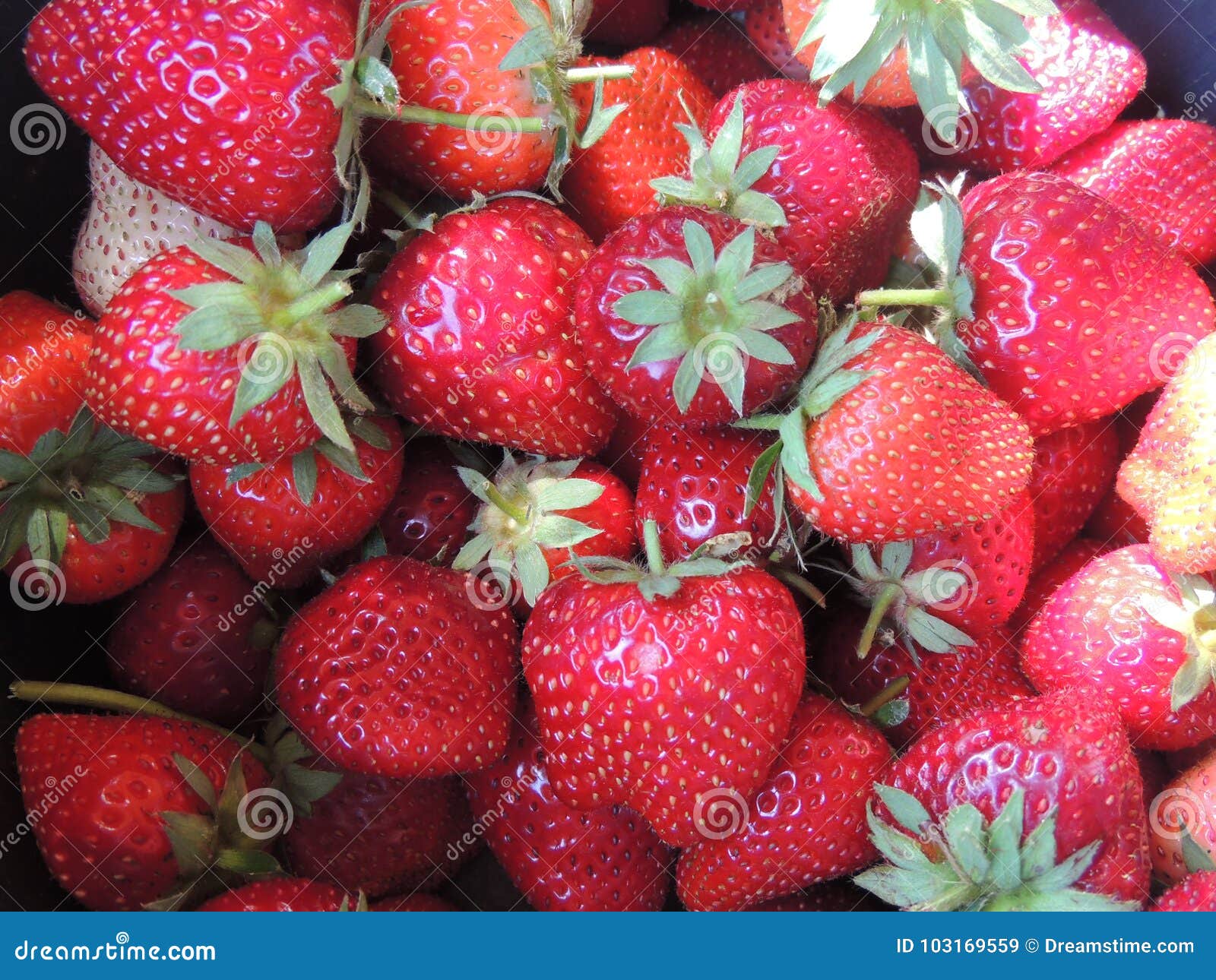 Red strawberries stock image. Image of beautiful, north - 103169559