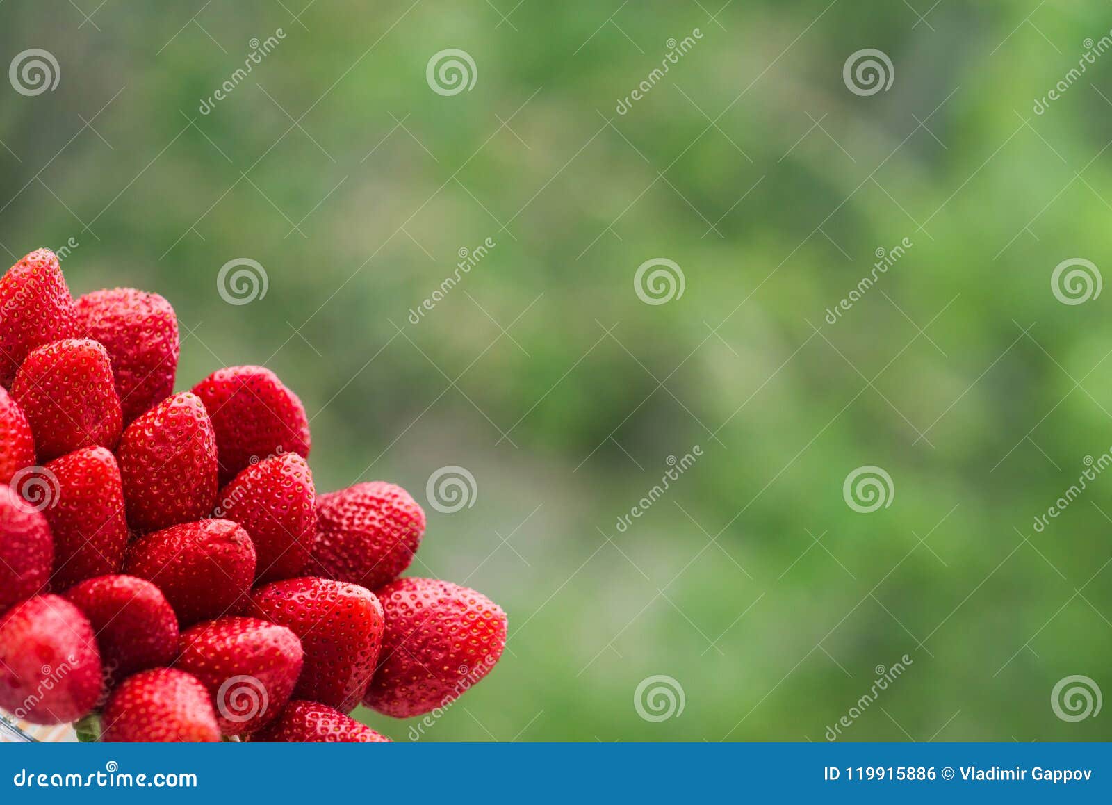 Red Strawberries in the Lower Left Corner on the Background of Trees ...