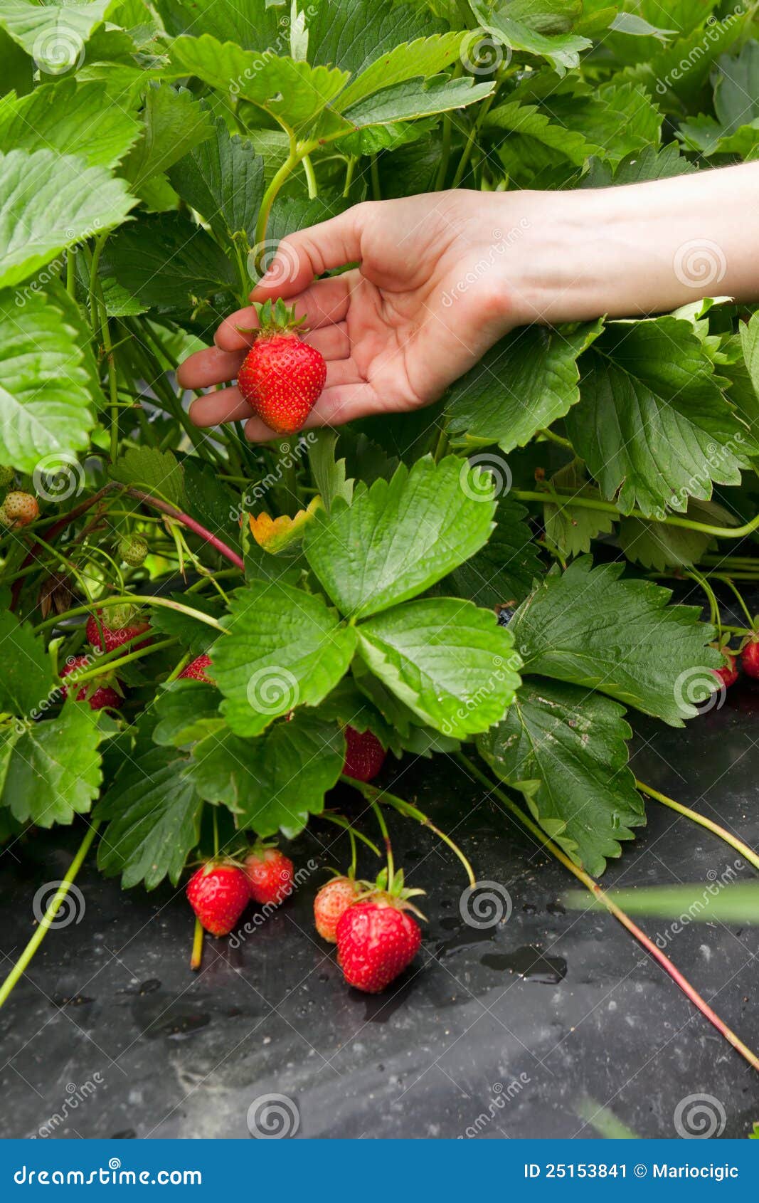 Red strawberry stock image. Image of colored, color, berry - 25153841