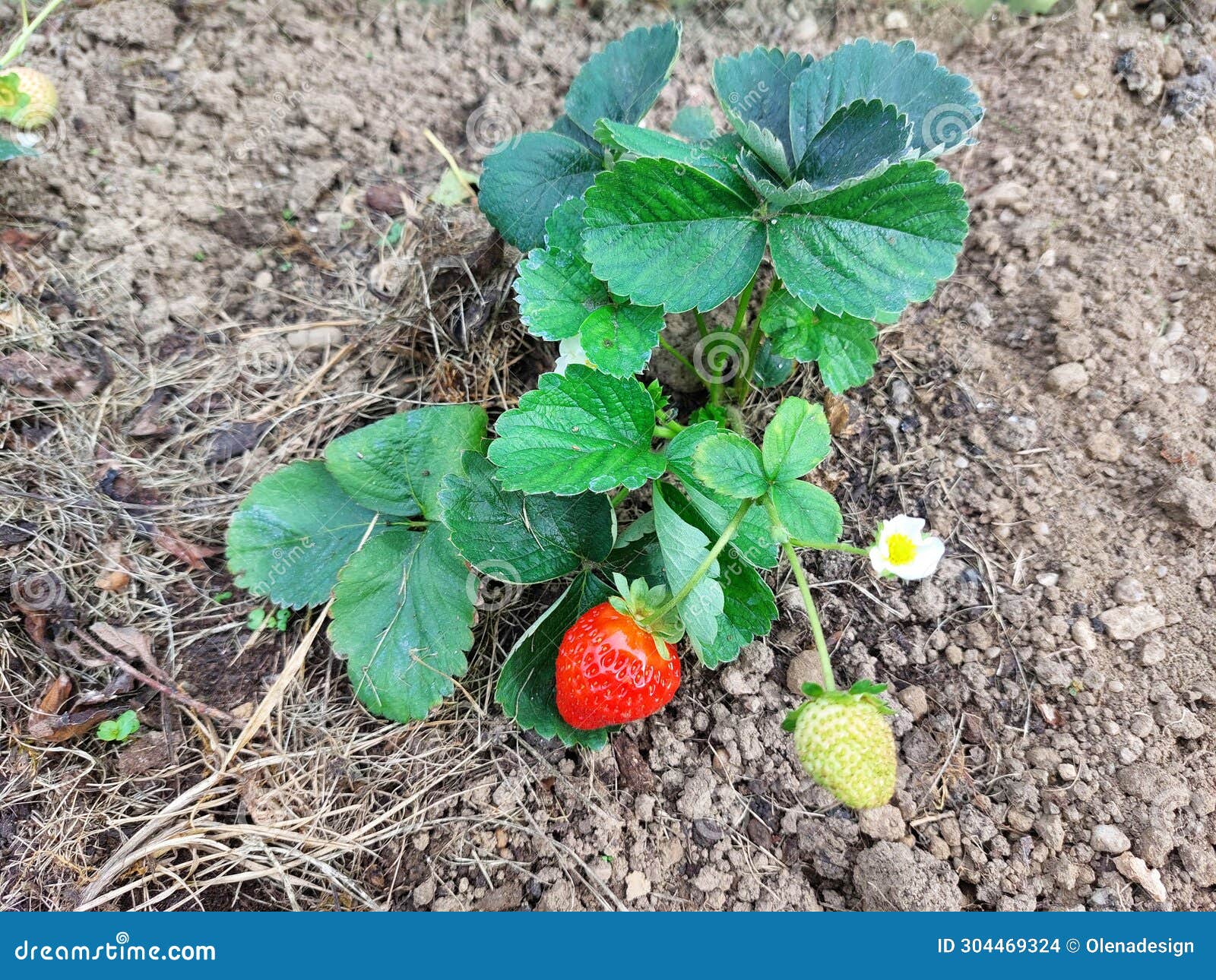 Red Strawberry - Bush with Berries and White Flowers Stock Photo ...