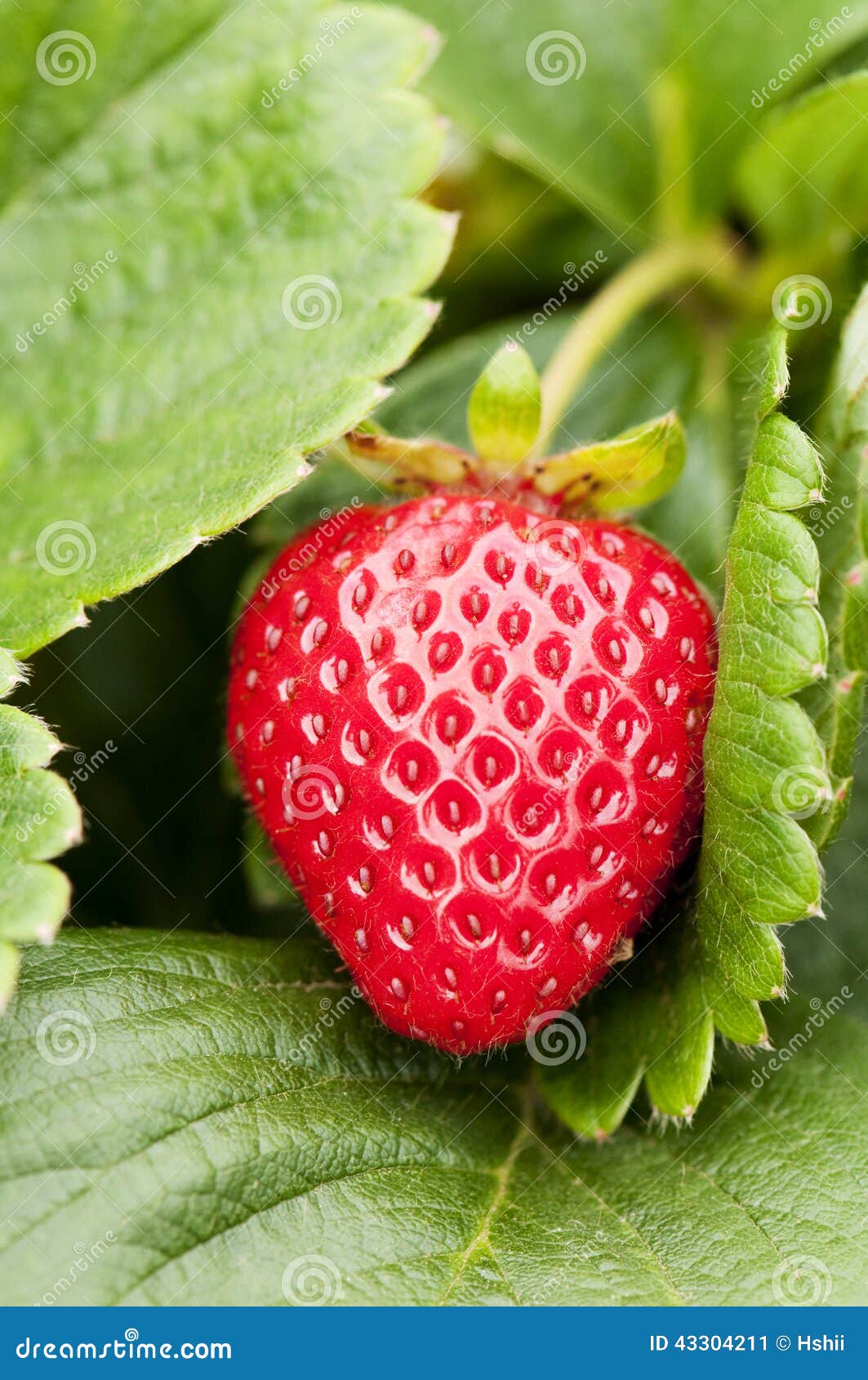 Red strawberry stock image. Image of fruit, plant, green - 43304211