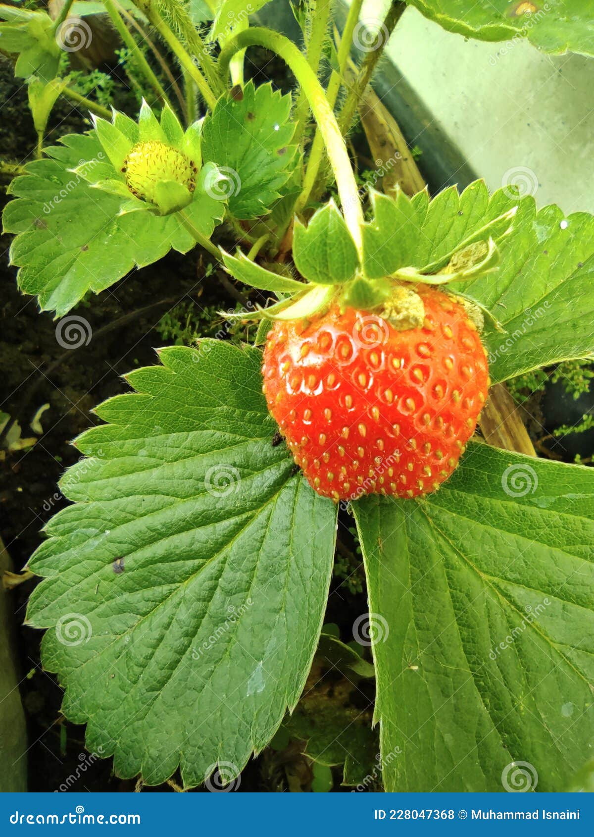 Red Strawberry in the Garden with the Small Fruit Stock Photo - Image ...