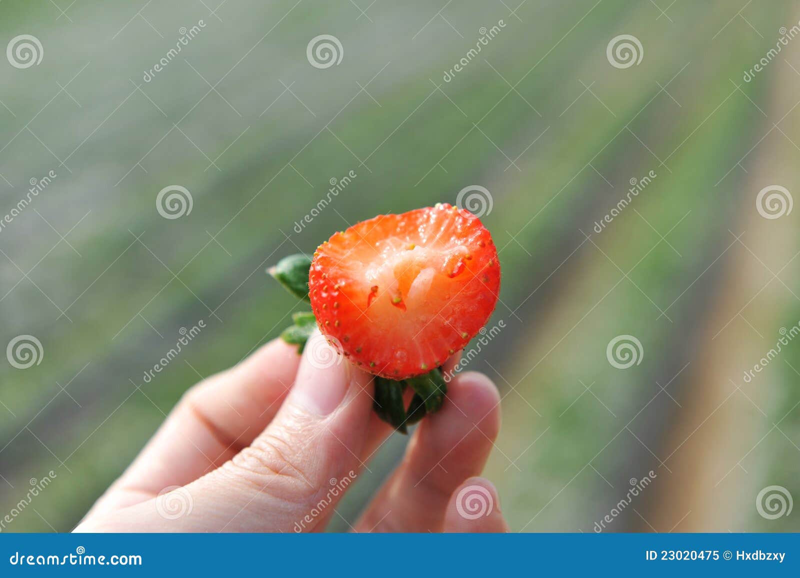 Red strawberry on hand stock image. Image of healthy - 23020475