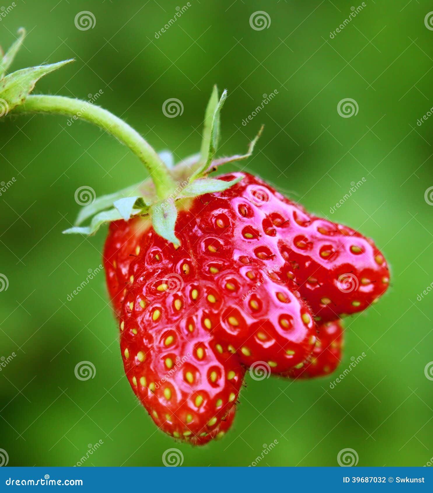 Red Strawberry, Macro Shot. Stock Photo - Image of garden, leaf: 39687032