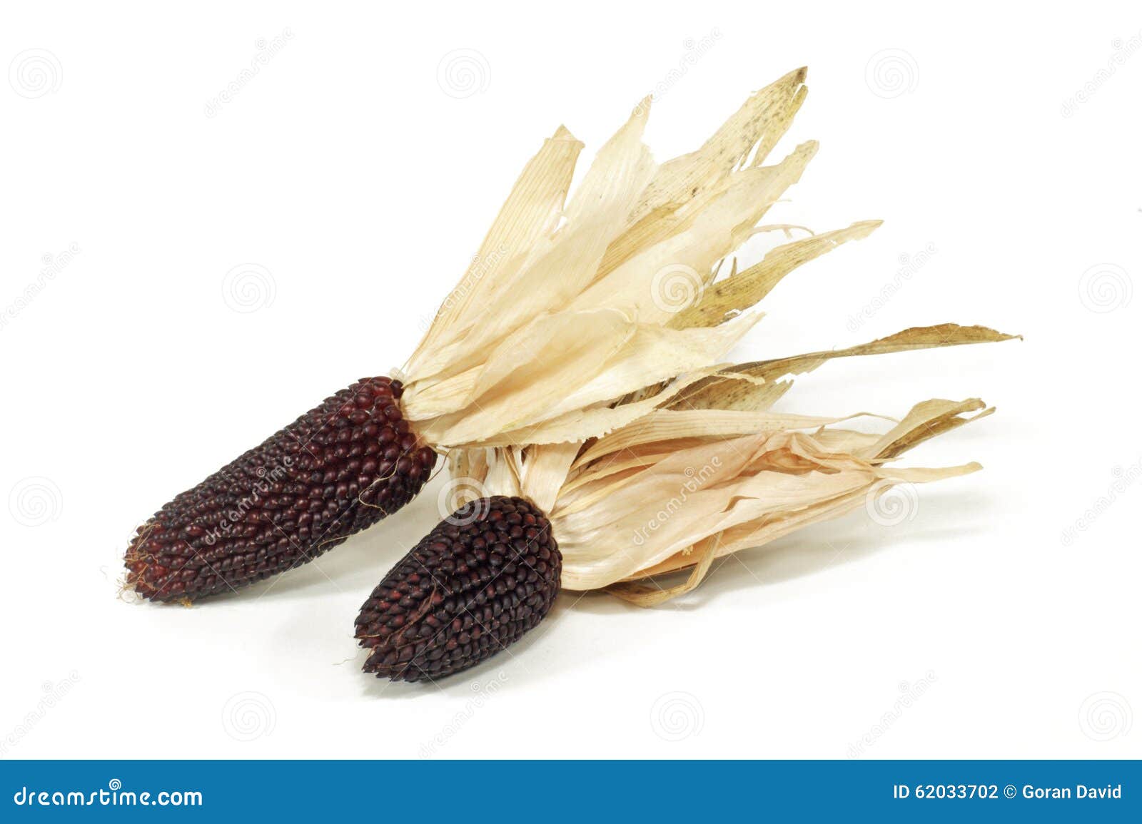 Red strawberry popcorn cob stock photo. Image of kernel - 62033702