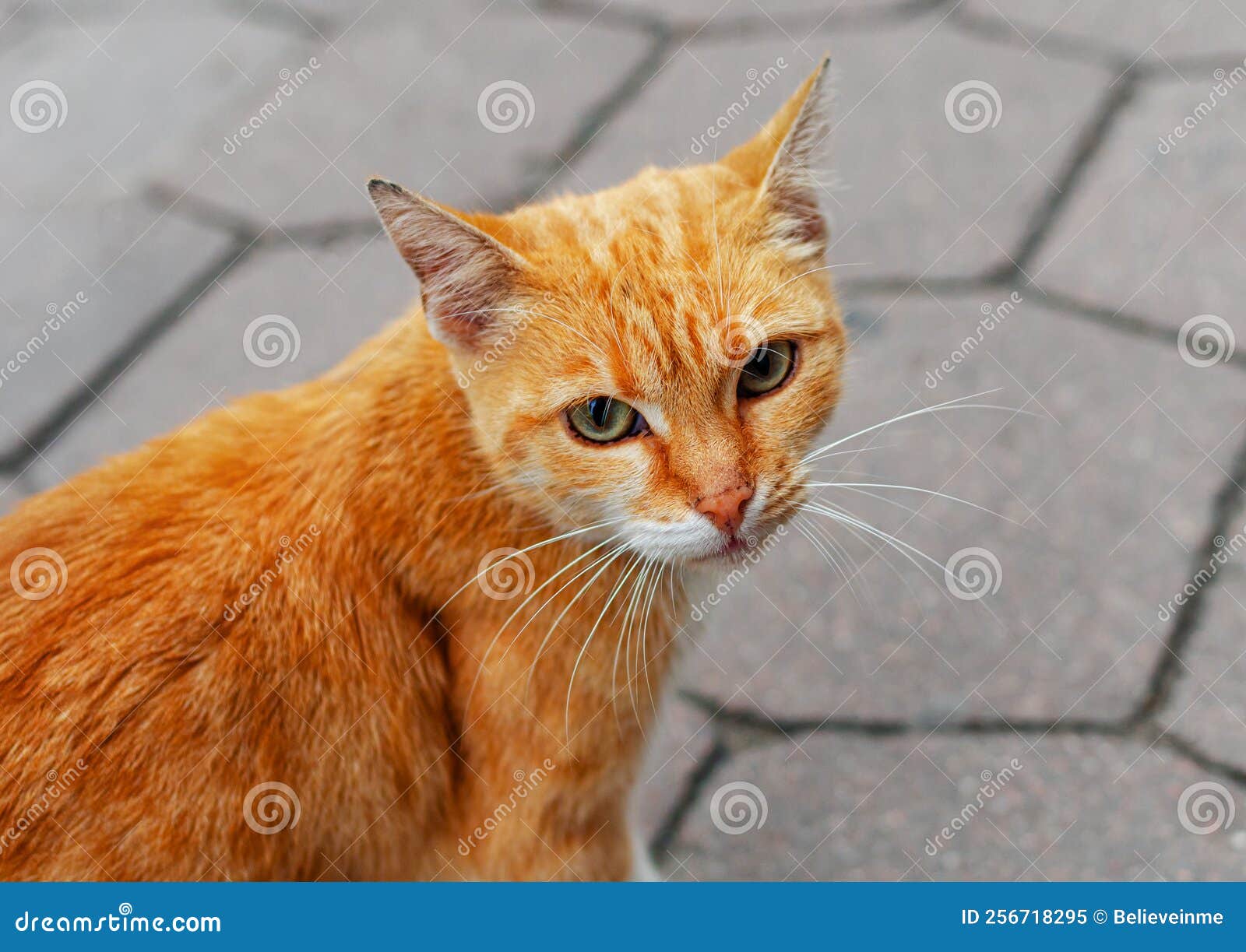 Red stray cat. stock image. Image of life, orange, stray - 256718295