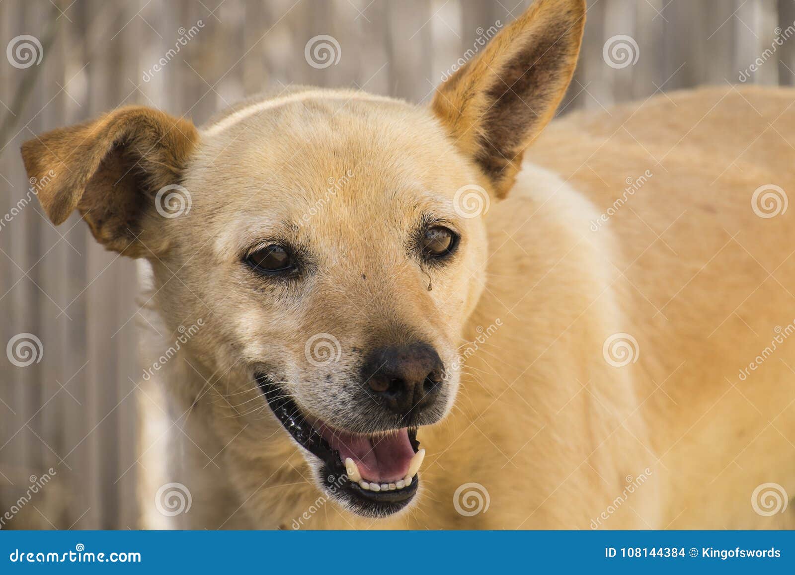 Red Stray Dog with a Very Pitiful Sight Stock Photo - Image of sight ...