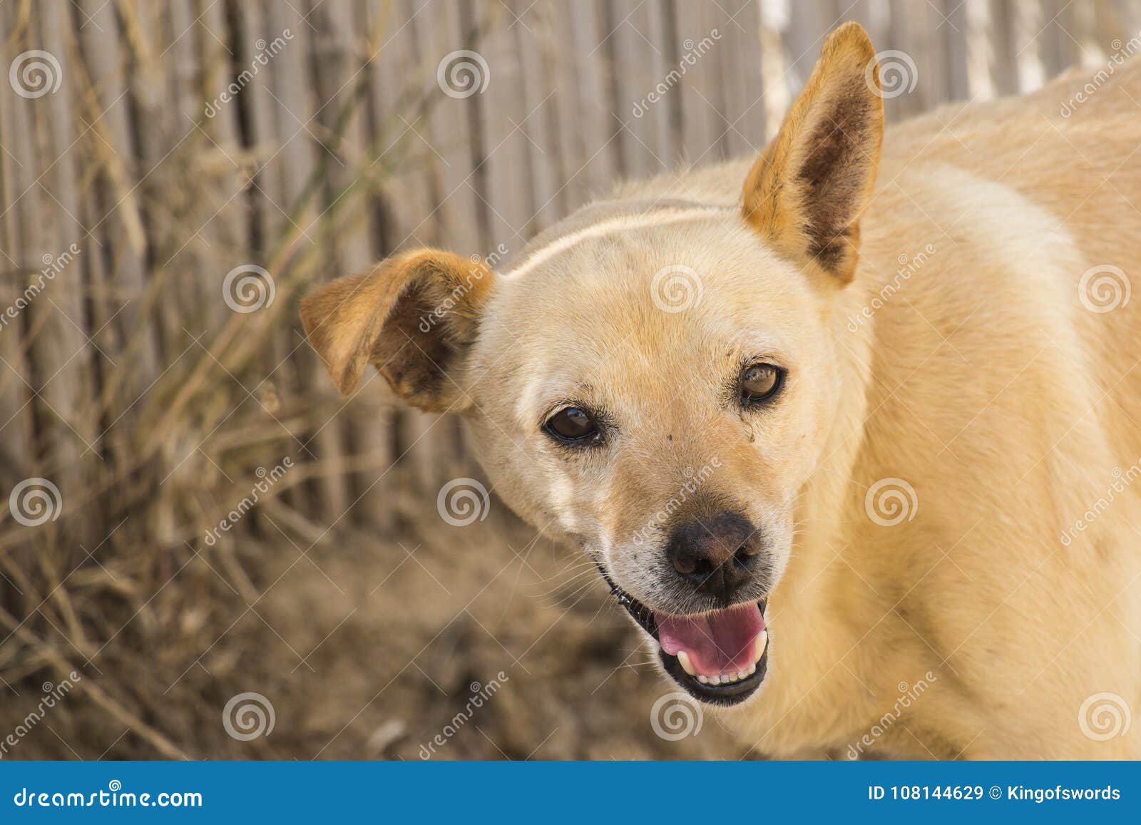 Red Stray Dog with a Very Pitiful Sight Stock Image - Image of pitiful ...