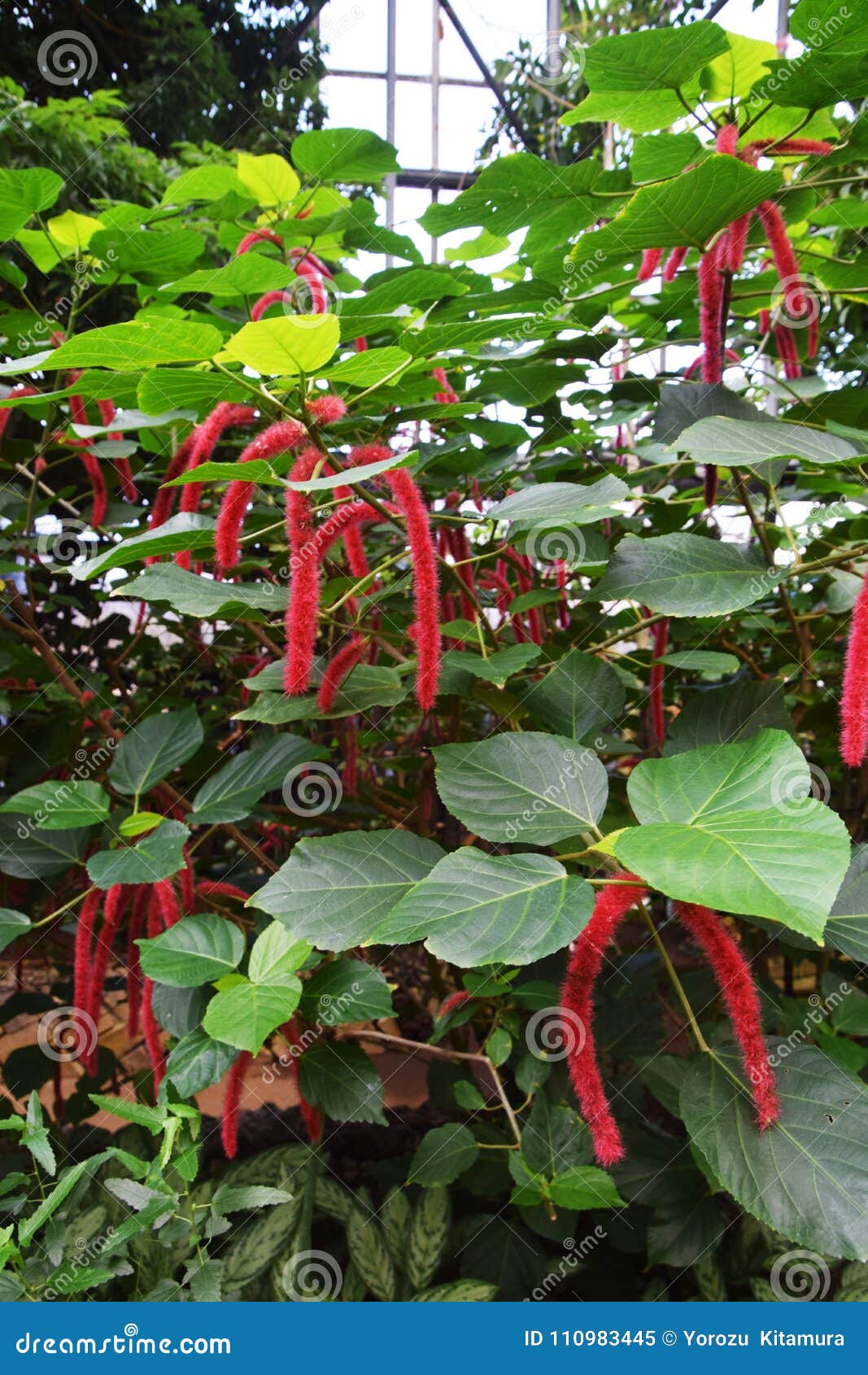 Chenille plant stock image. Image of evergreen, string - 110983445