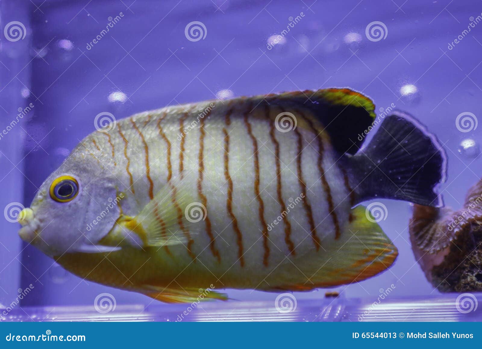 Red Stripe Angelfish stock image. Image of feather, philippine - 65544013