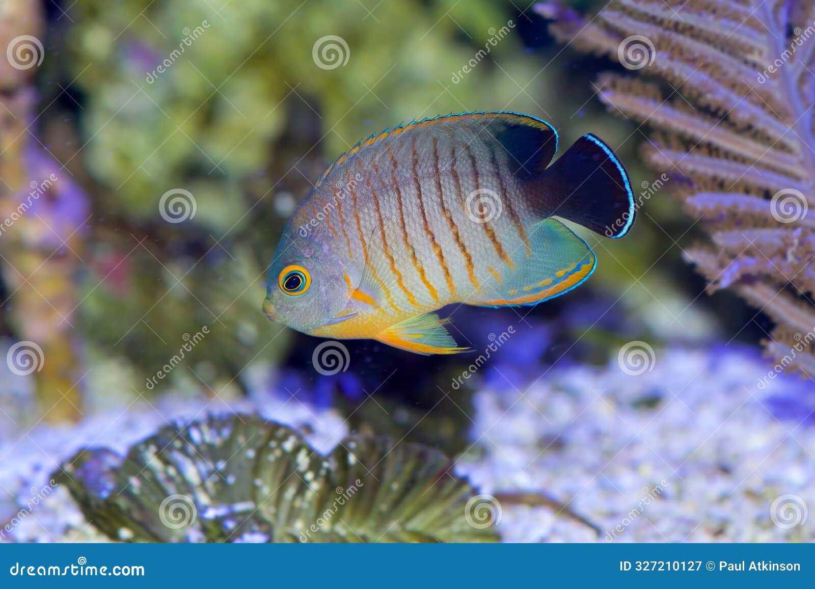 Red Stripe, or Eibli Pygmy Angelfish (Centropyge Eibli) Stock Image ...