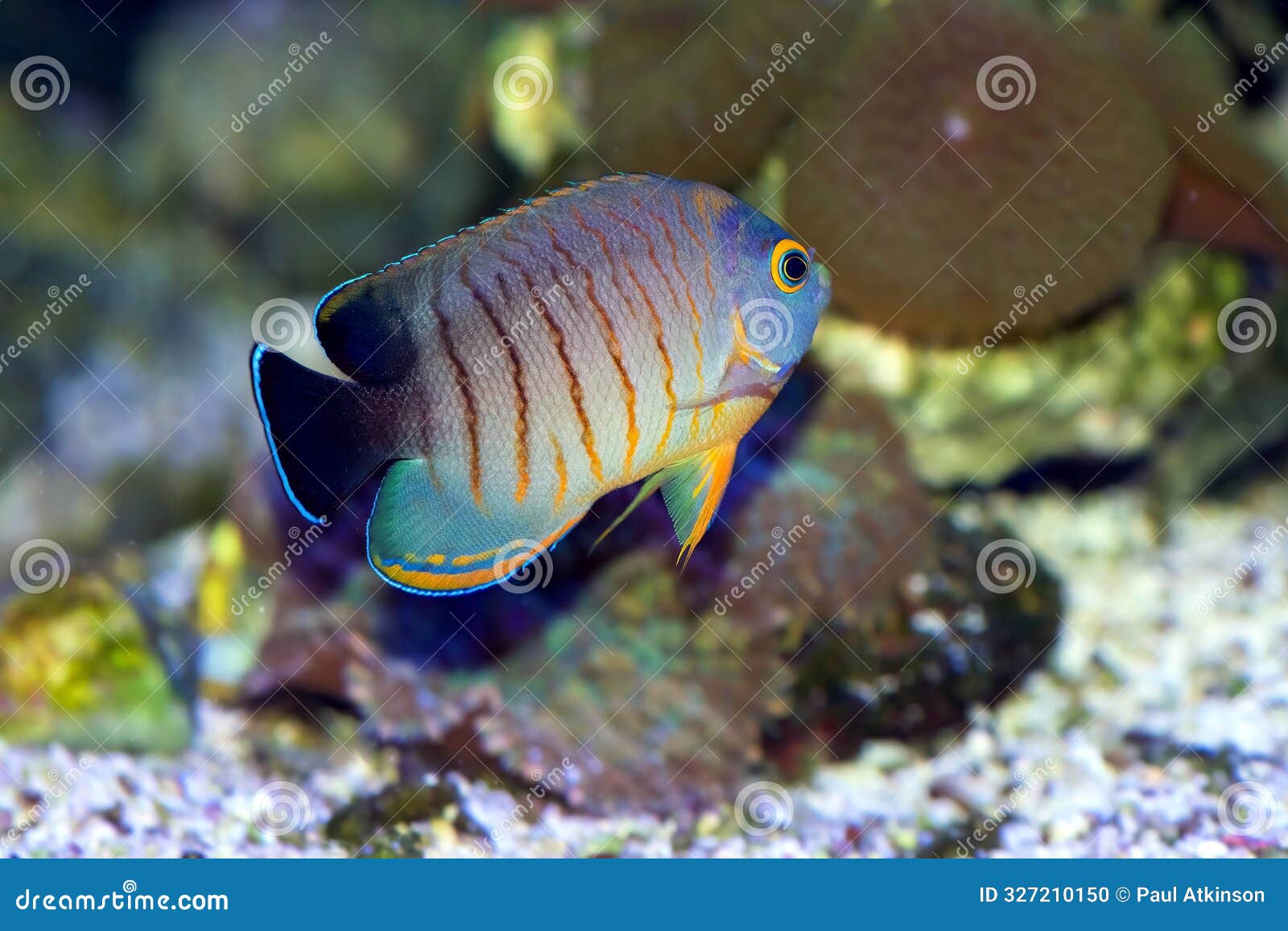 Red Stripe, or Eibli Pygmy Angelfish (Centropyge Eibli) Stock Photo ...