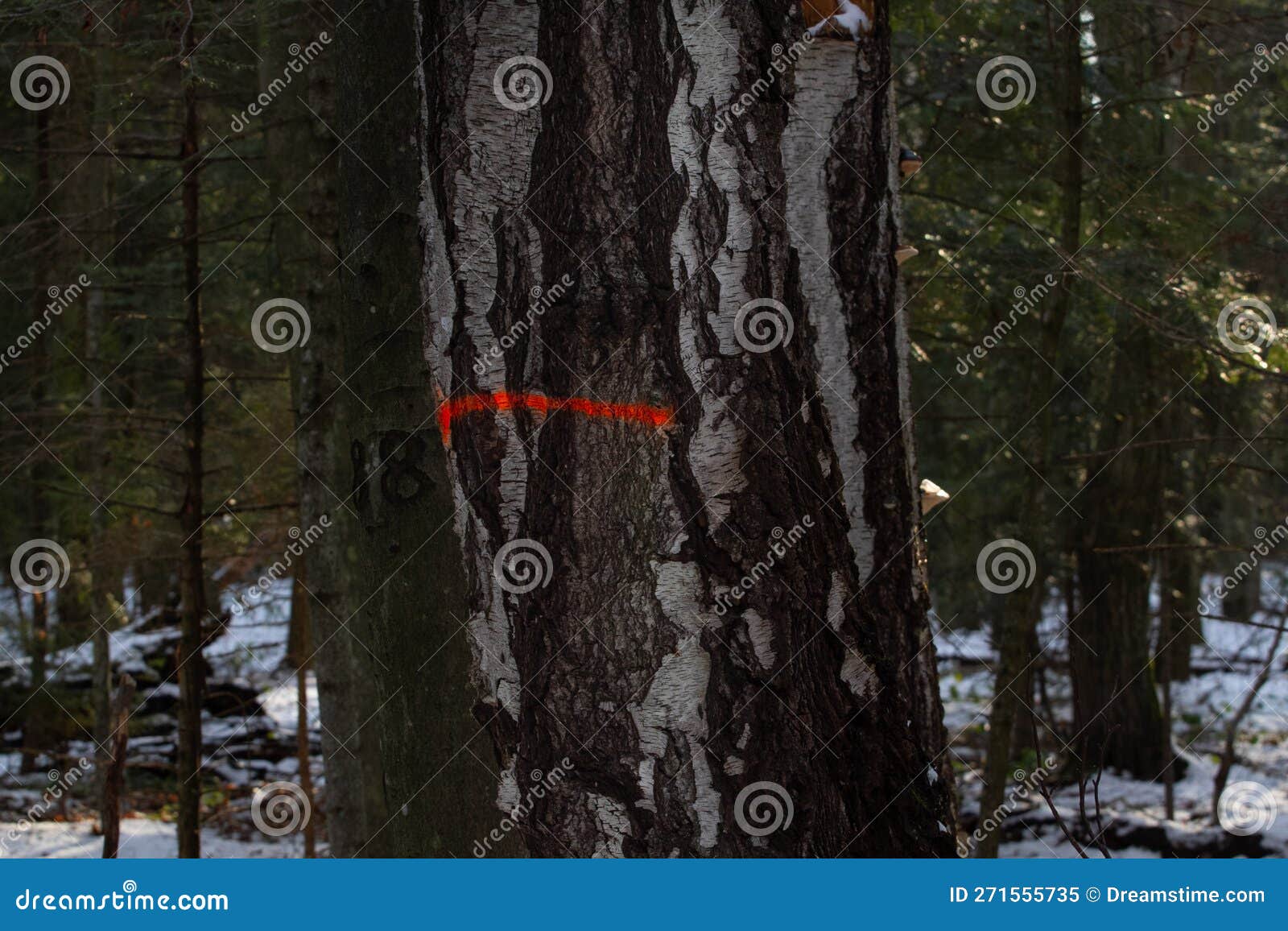 Red Stripe, Marking on a Tree in the Forest Stock Image - Image of ...