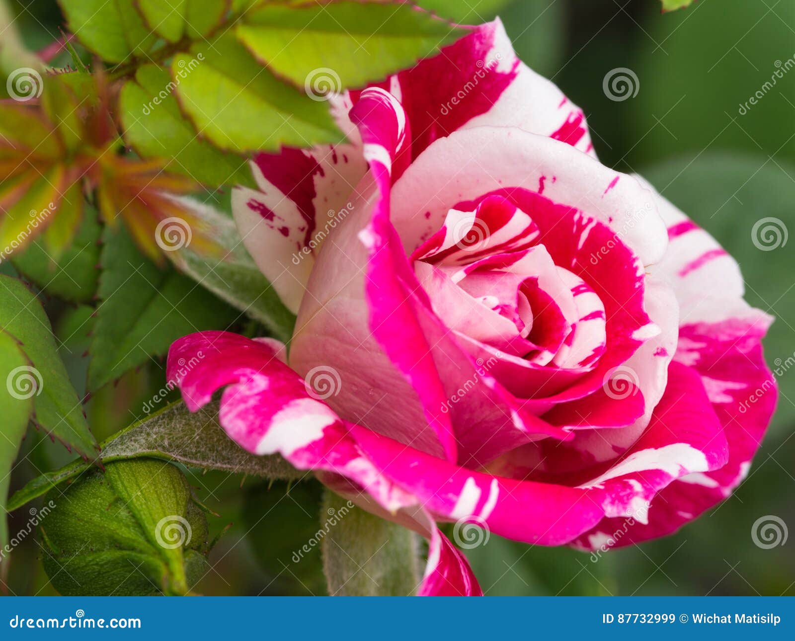 Red Stripe White Ivy Rose Flower Stock Image - Image of nature ...