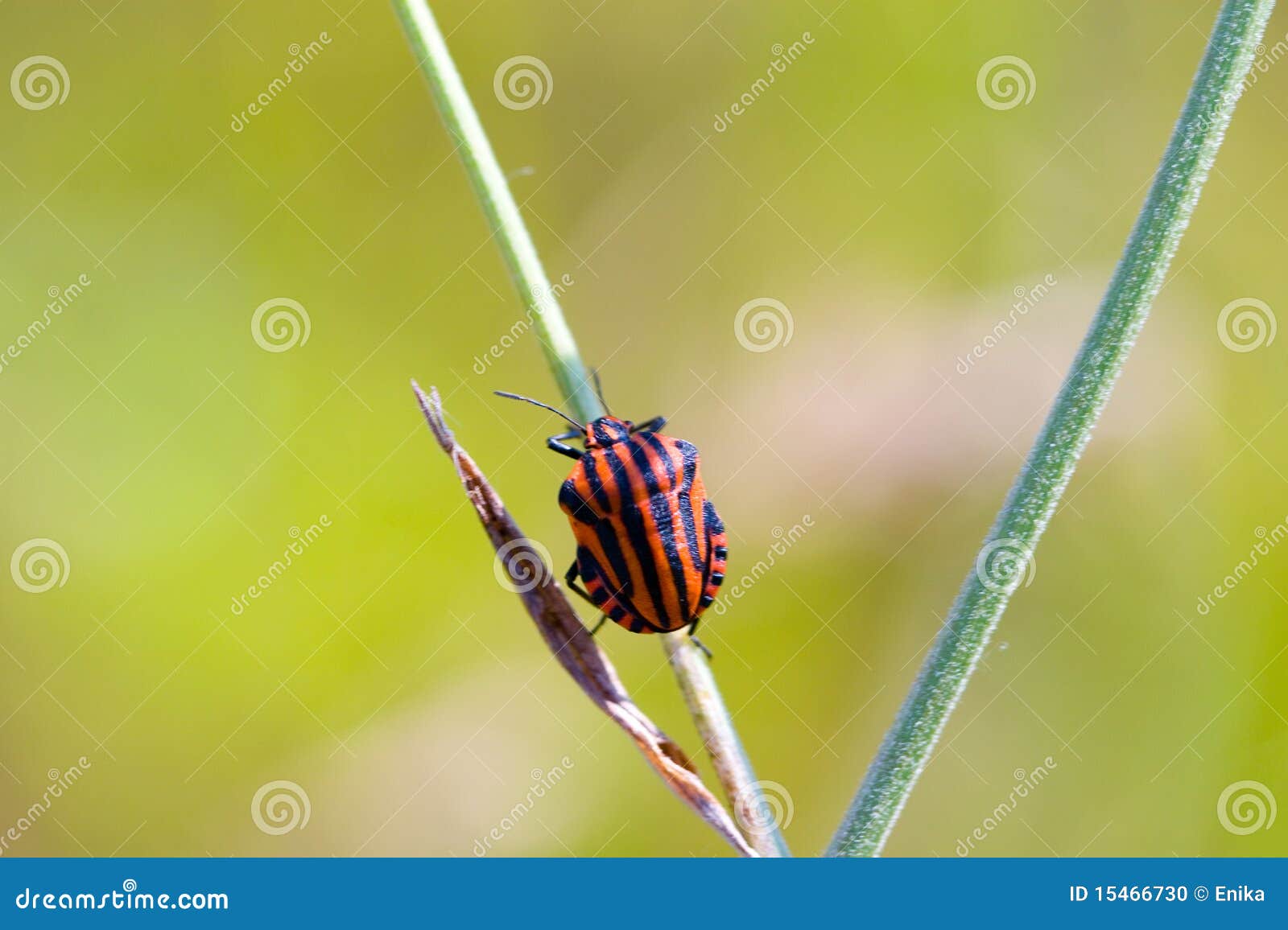 Red striped beetle stock photo. Image of insect, macro - 15466730