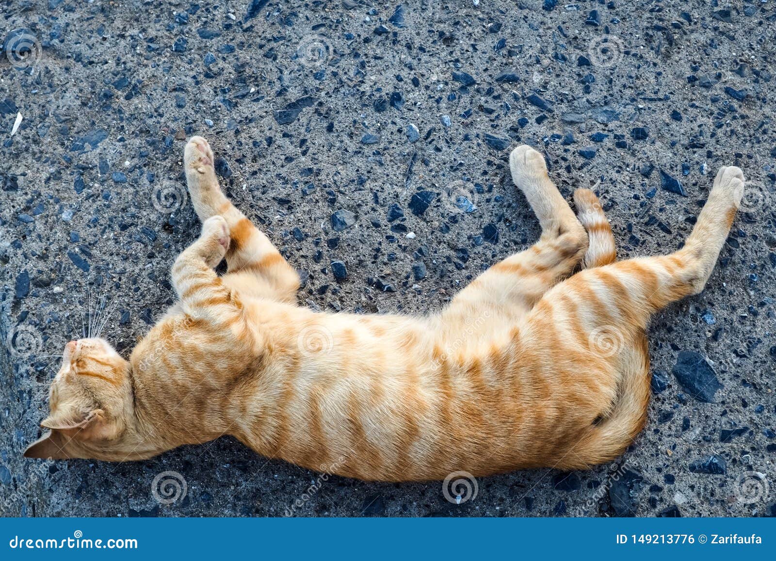 Red Striped Cat Lying on Stone, Top View Stock Photo - Image of kitty ...