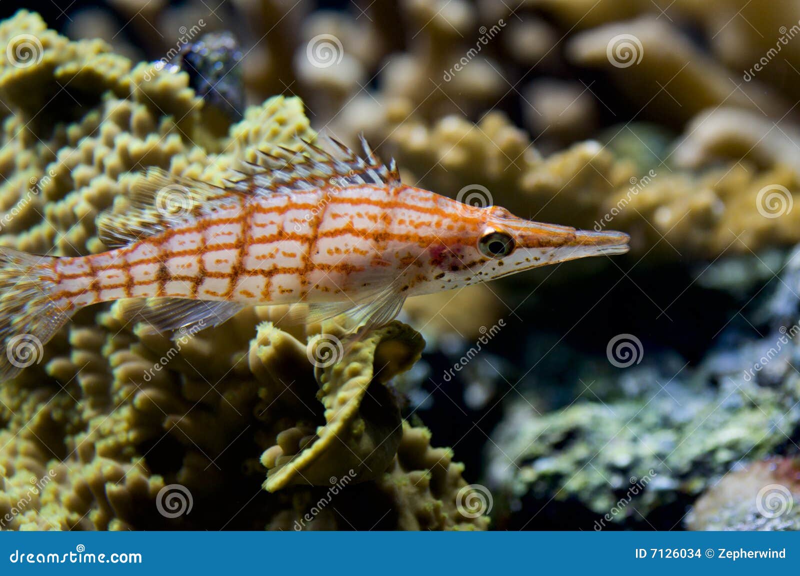 Red striped fish stock photo. Image of life, ocean, color - 7126034