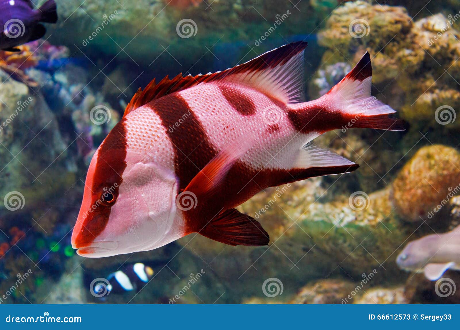 Red striped fish stock image. Image of pets, coral, animals - 66612573
